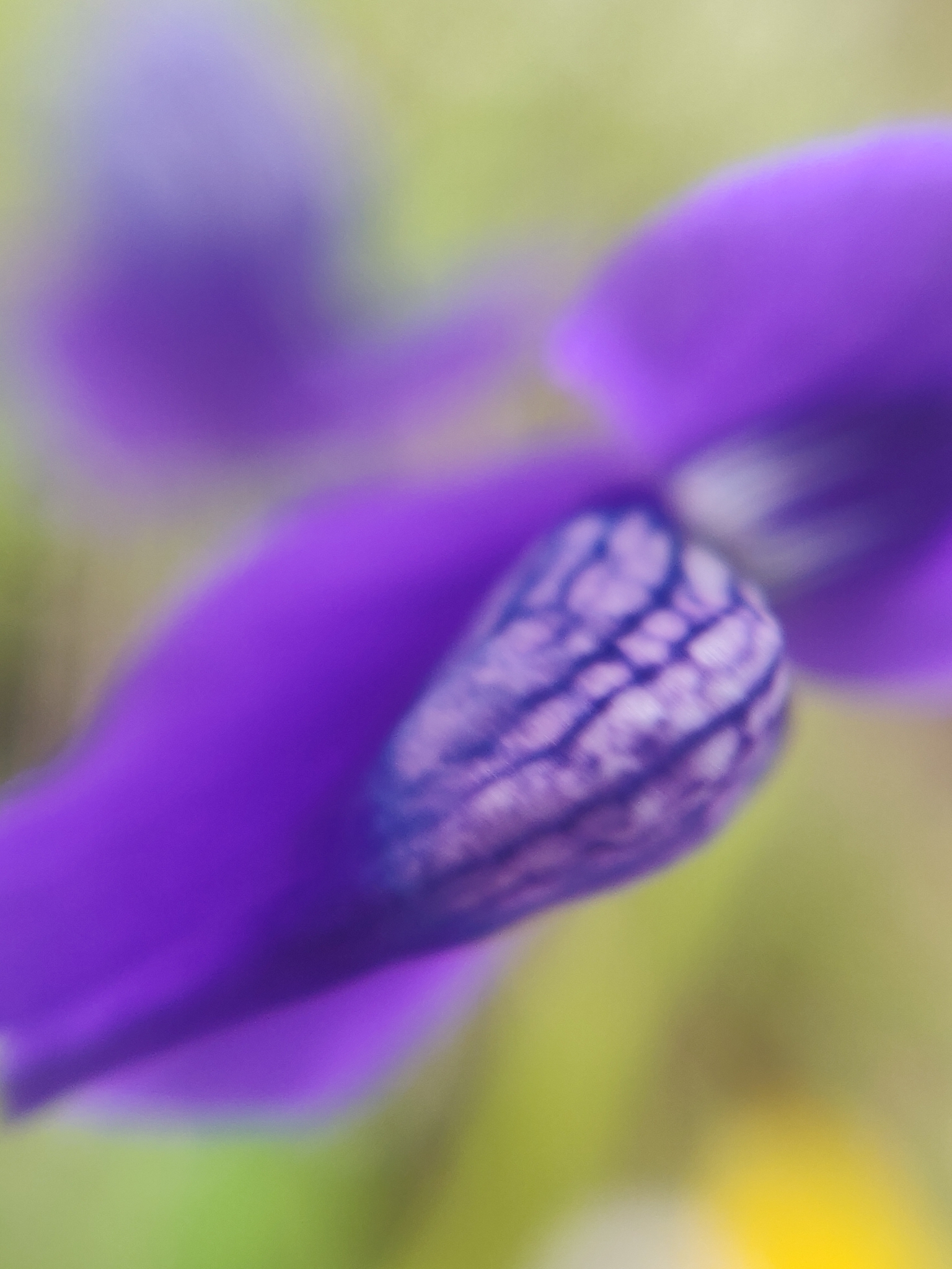 Utricularia reticulata Sm.