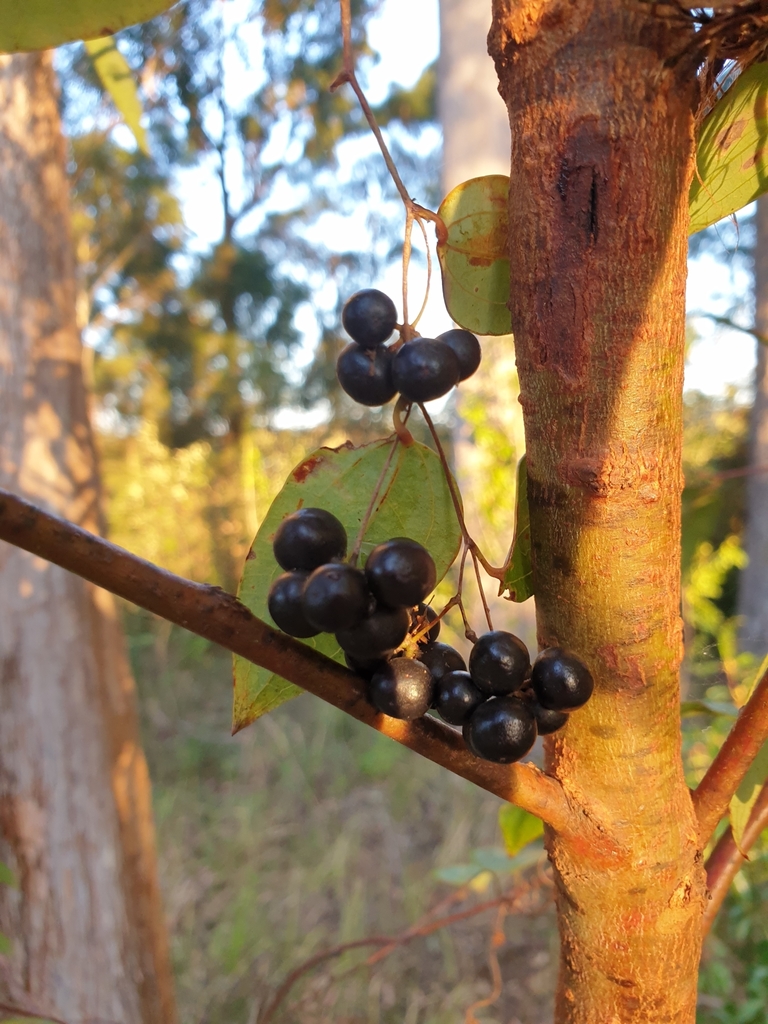 Sweet Sarsaparilla from Boambee East NSW 2452, Australia on August 22 ...