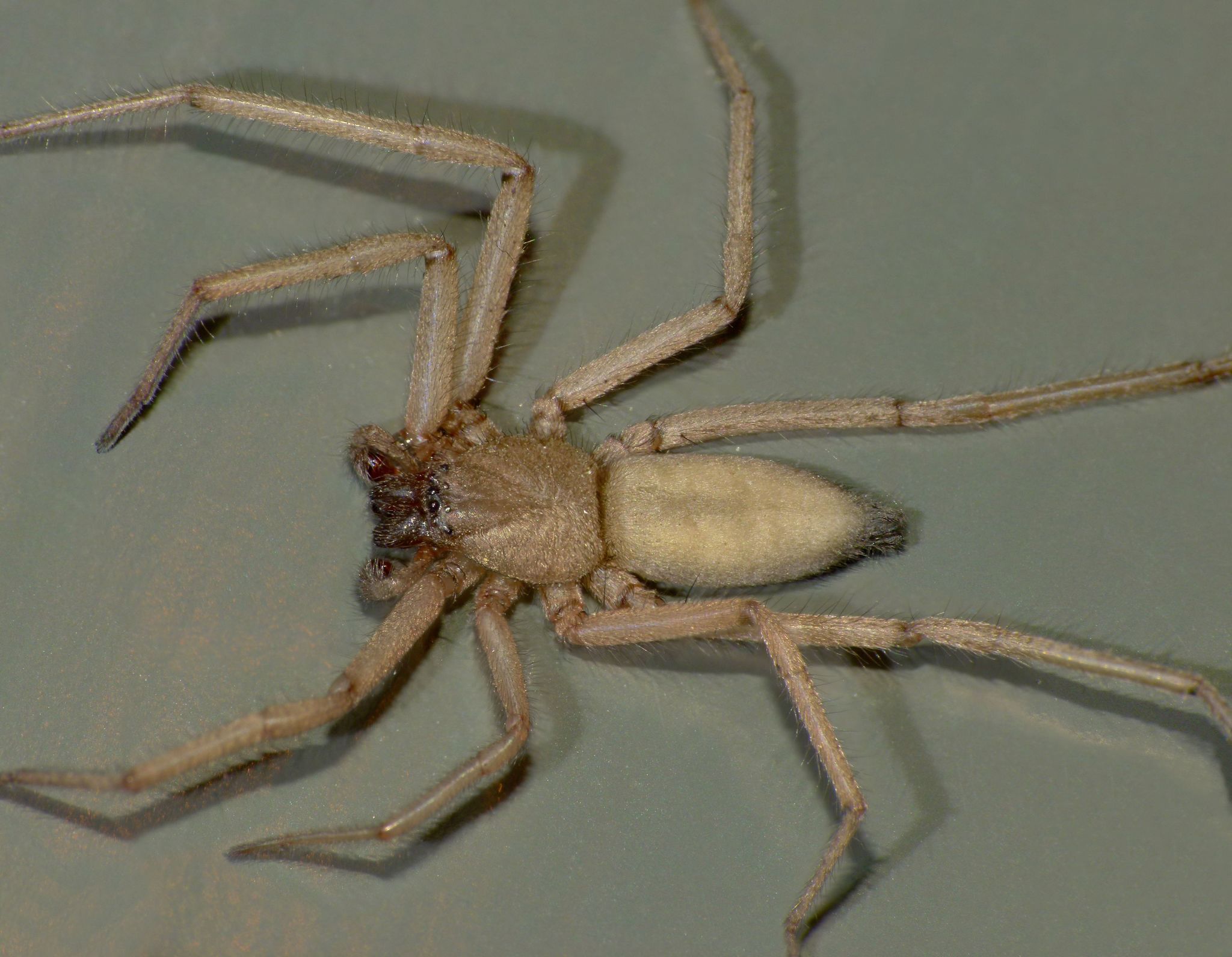 Australian Clock Spider
