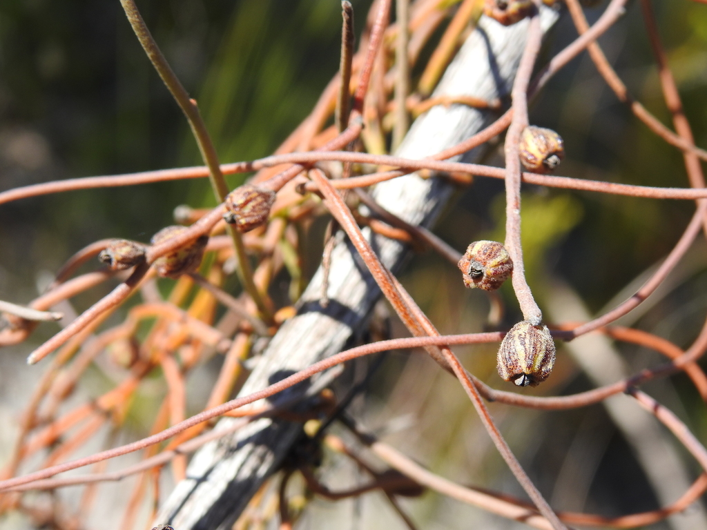 Devil's Twine from Tinnanbar QLD 4650, Australia on August 22, 2021 at ...