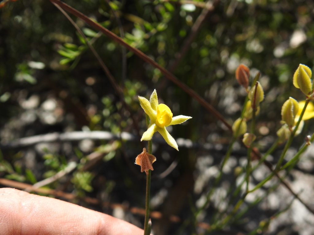 Jacksonia stackhousei from Tinnanbar QLD 4650, Australia on August 22 ...