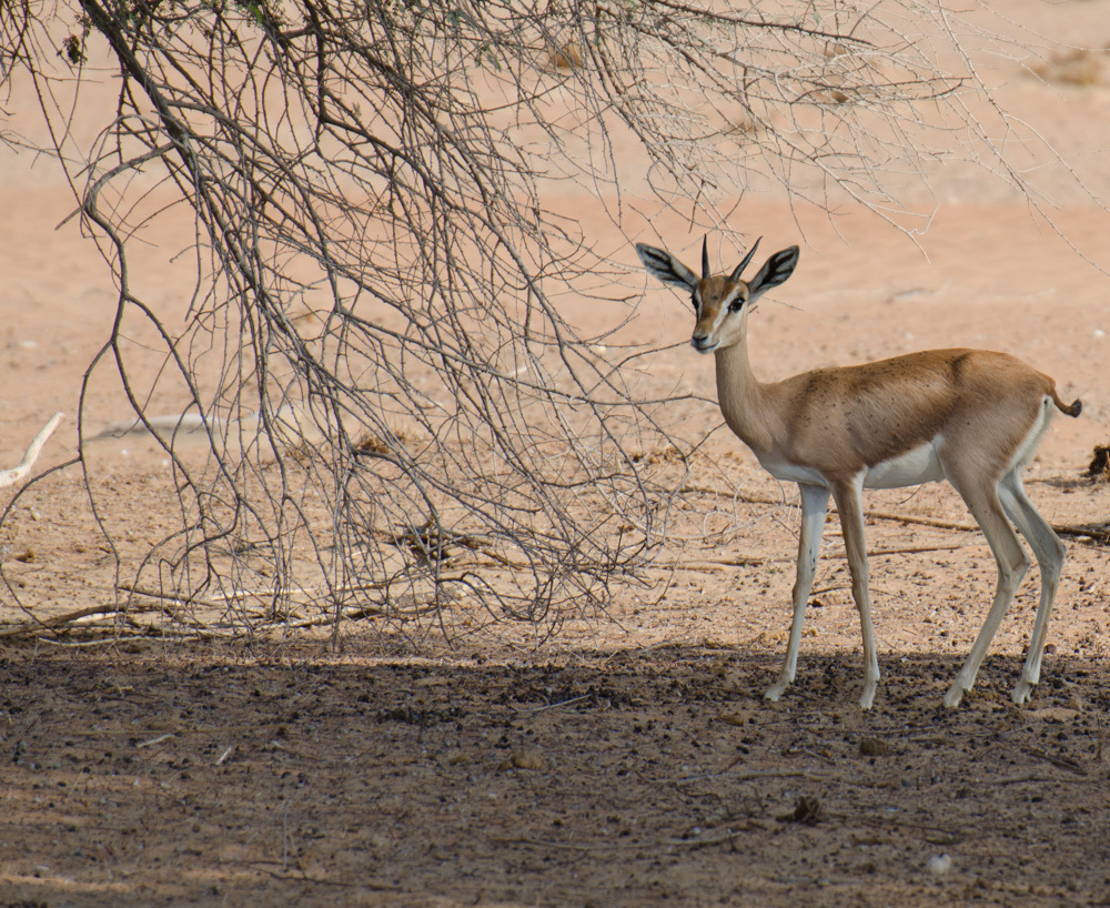 Arabian Gazelle (Gazella arabica) - Know Your Mammals