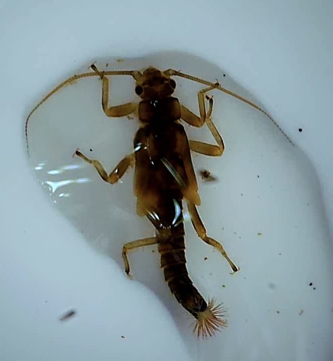 Gripopterygidae from Waiwhakaiho River, Hillsborough, Taranaki, NZ on ...