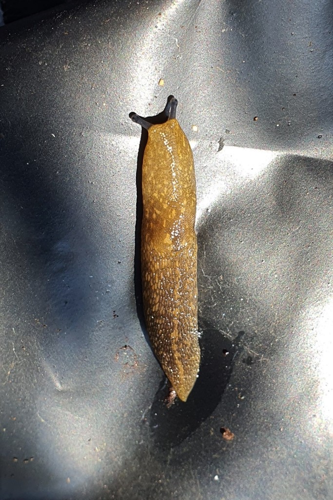 Yellow Cellar Slug from Melbourne VIC, Australia on August 22, 2021 at ...