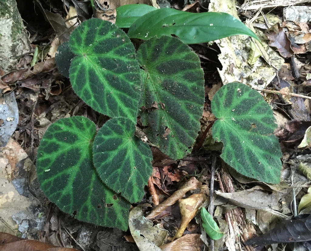 (Begonia turrialbae) - Botanical Realm