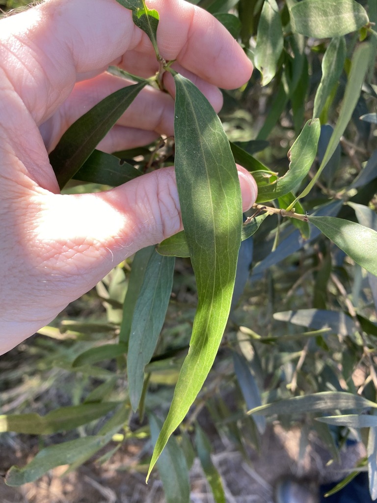 small-fruited mock olive from Ipswich - West, Queensland, Australia on ...