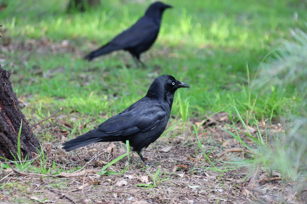 Little Raven from Melbourne VIC, Australia on August 21, 2021 at 04:26 ...
