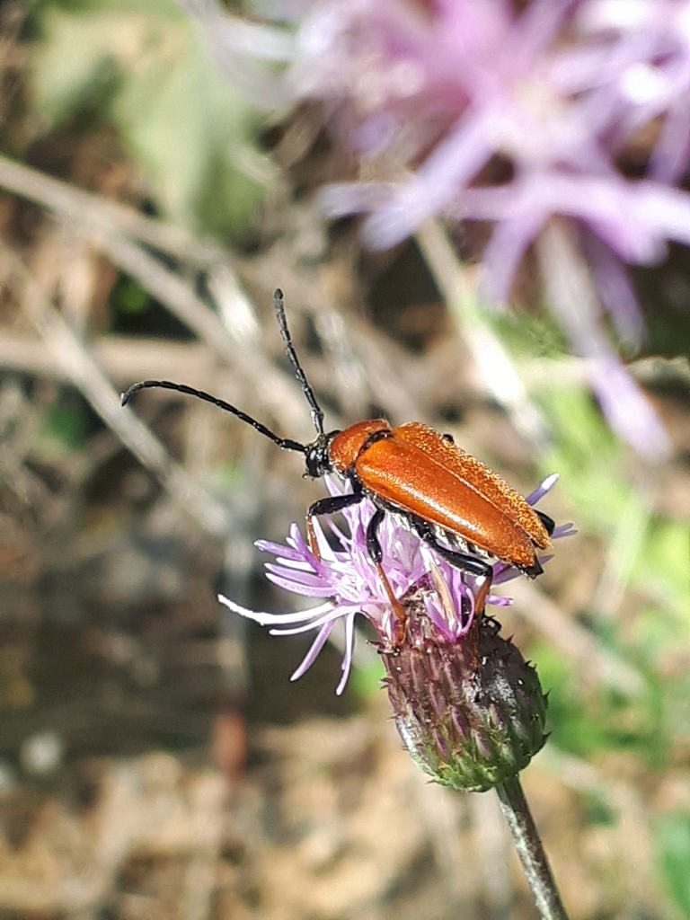 Red Pine Longhorn Beetle from 625 00 Bohunice, Česko on August 22, 2021 ...