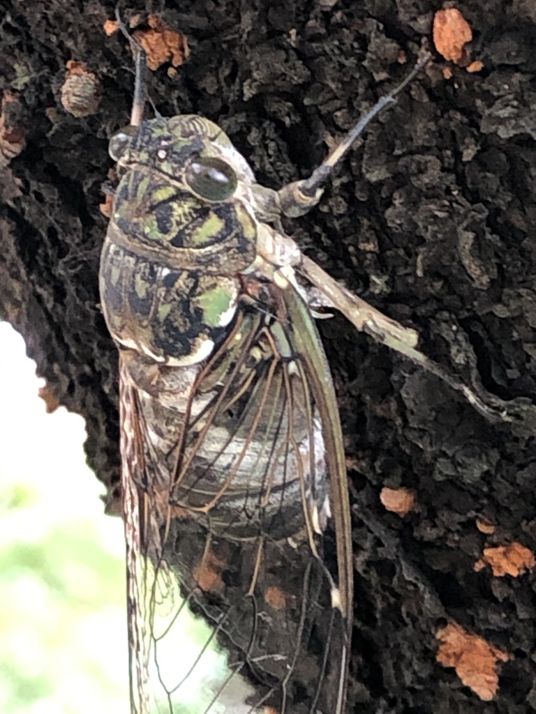 Robust Cicada from Jongro, KR-SO, KR on August 22, 2021 at 02:01 PM by ...