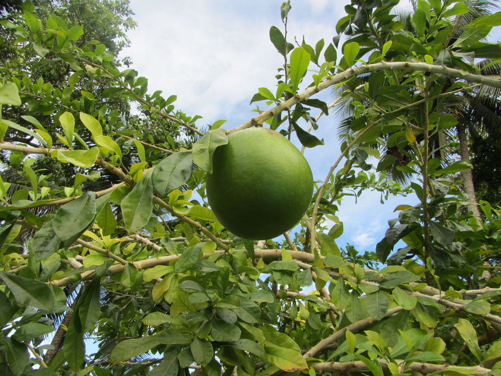 Calabash Tree from Biak Numfor, Papoea, Indonesië on March 22, 2014 at ...