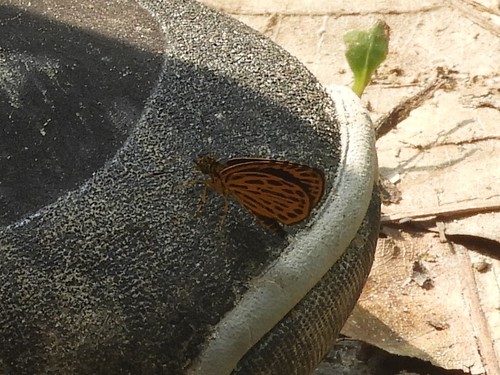 género Ochus · iNaturalist Ecuador