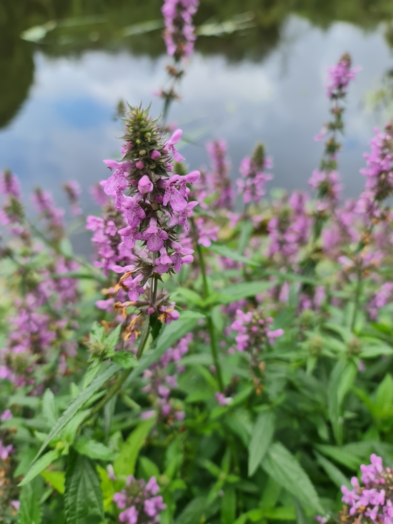 Marsh Woundwort from Rotherham, UK on August 22, 2021 at 11:32 AM by ...