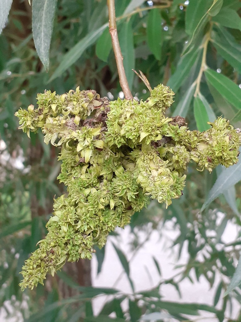 Stenacis triradiata from Western Riverside, Bath, UK on August 16, 2021 ...