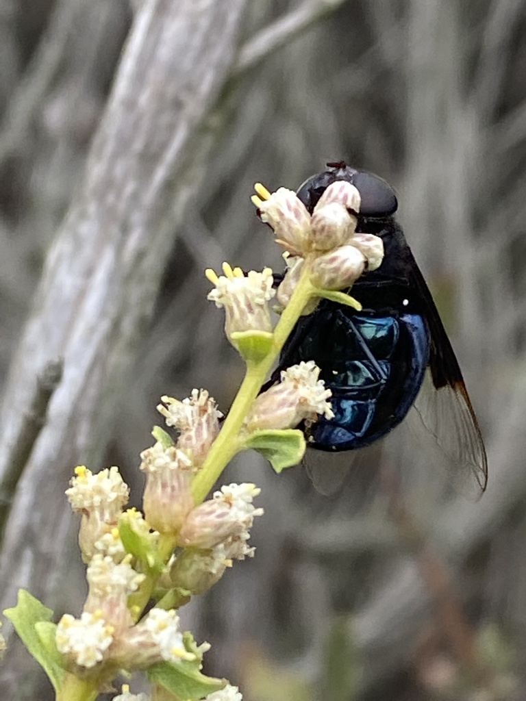 Mexican Cactus Fly from Tecolote Canyon Natural Park & Nature Center ...