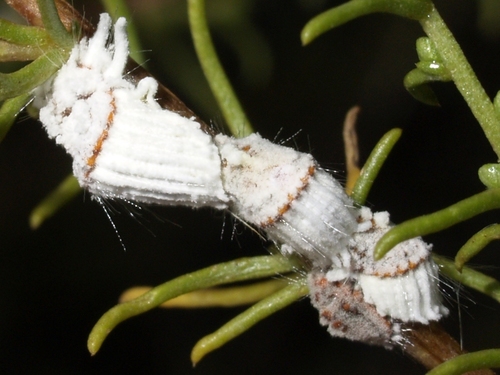 Subespecies Icerya purchasi purchasi · iNaturalist Mexico
