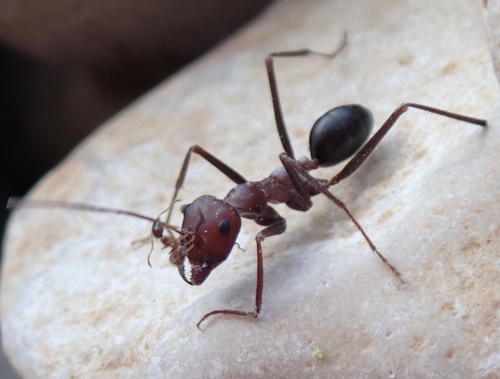 Bicolor-group Sahara Ants (Complex Cataglyphis bicolor) · iNaturalist