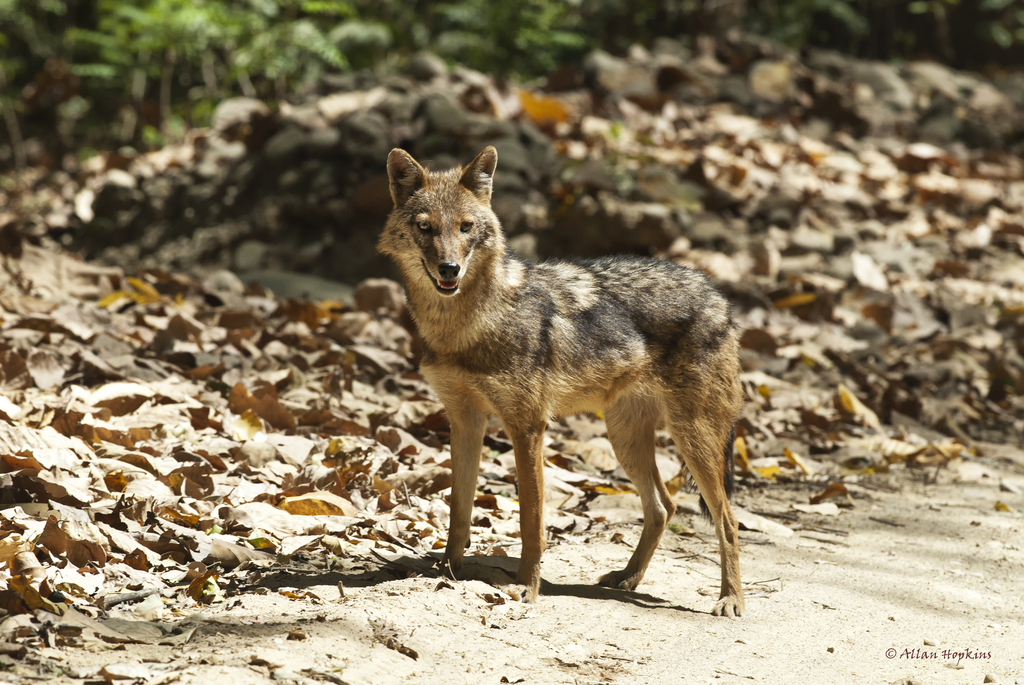Wolves and Dogs (Canis) - Know Your Mammals