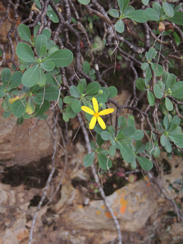Thicket Baboon-Cabbage (Othonna triplinervia) · iNaturalist