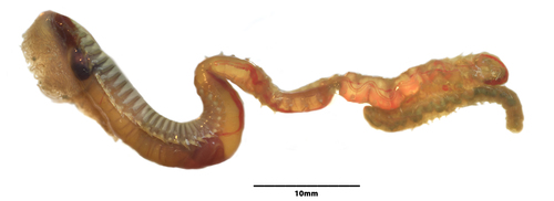 Streblosoma toddae · iNaturalist