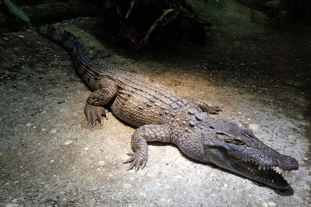 Philippine Crocodile (Crocodylus mindorensis) - Marine Life Identification