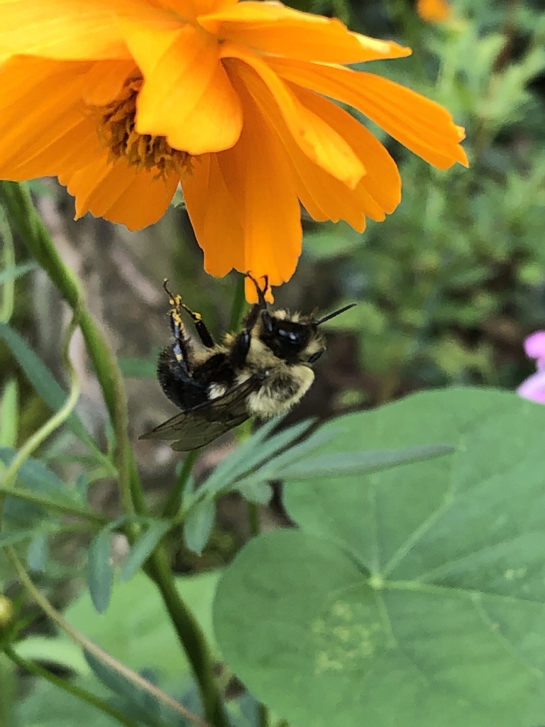 Common Eastern Bumble Bee from Bermuda Ln, Bowie, MD, US on August 22 ...