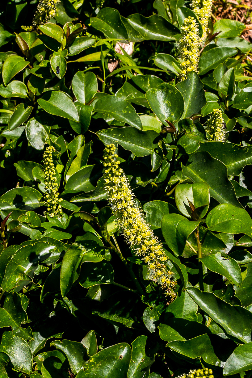 Phytolacca dodecandra L'Hér.
