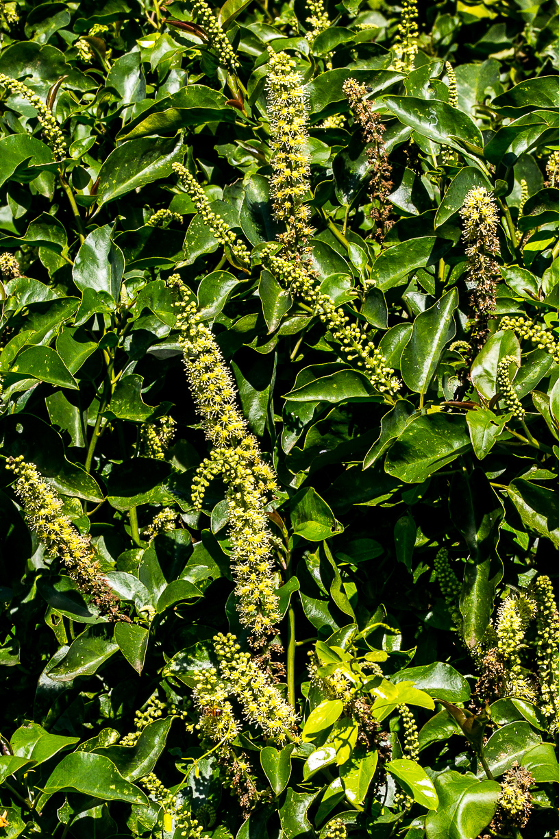 Phytolacca dodecandra L'Hér.