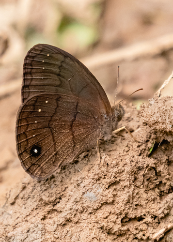 White-dotted Satyr (Forsterinaria neonympha)