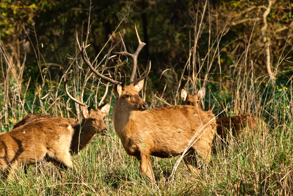 Southern Swamp Deer (Kanha National Park - Mammals) · iNaturalist