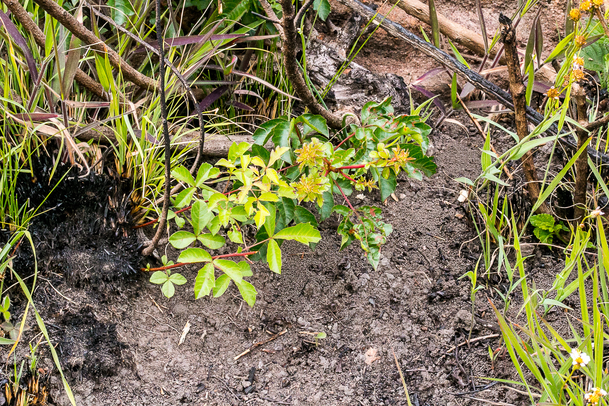 Searsia carnosula (Schönland) Moffett