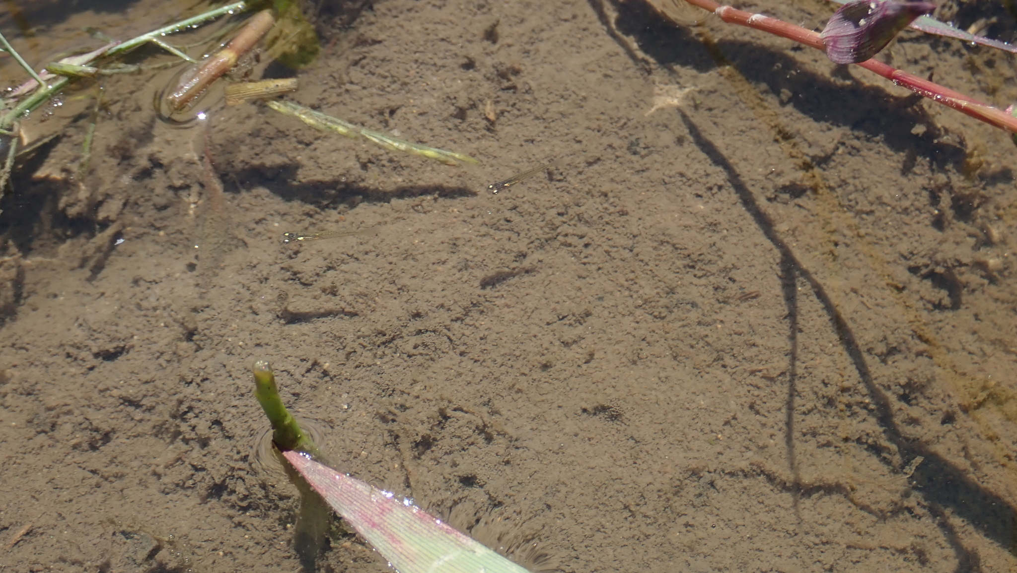 Oryzias curvinotus (Nichols & Pope, 1927)