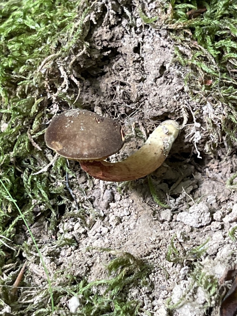 Phylloporus from Bloomington, IN, USA on August 21, 2021 at 03:50 PM by ...