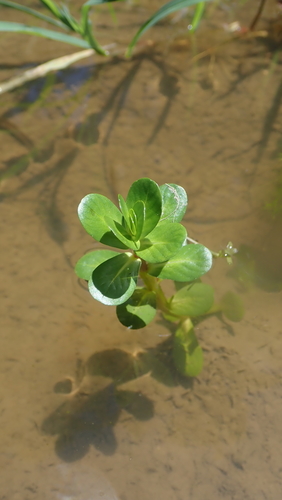 Bacopa repens · iNaturalist