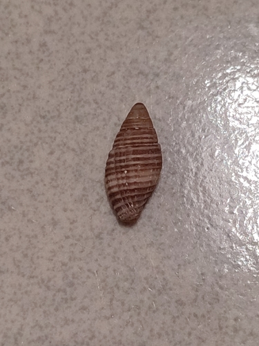 Nebularia proscissa · iNaturalist