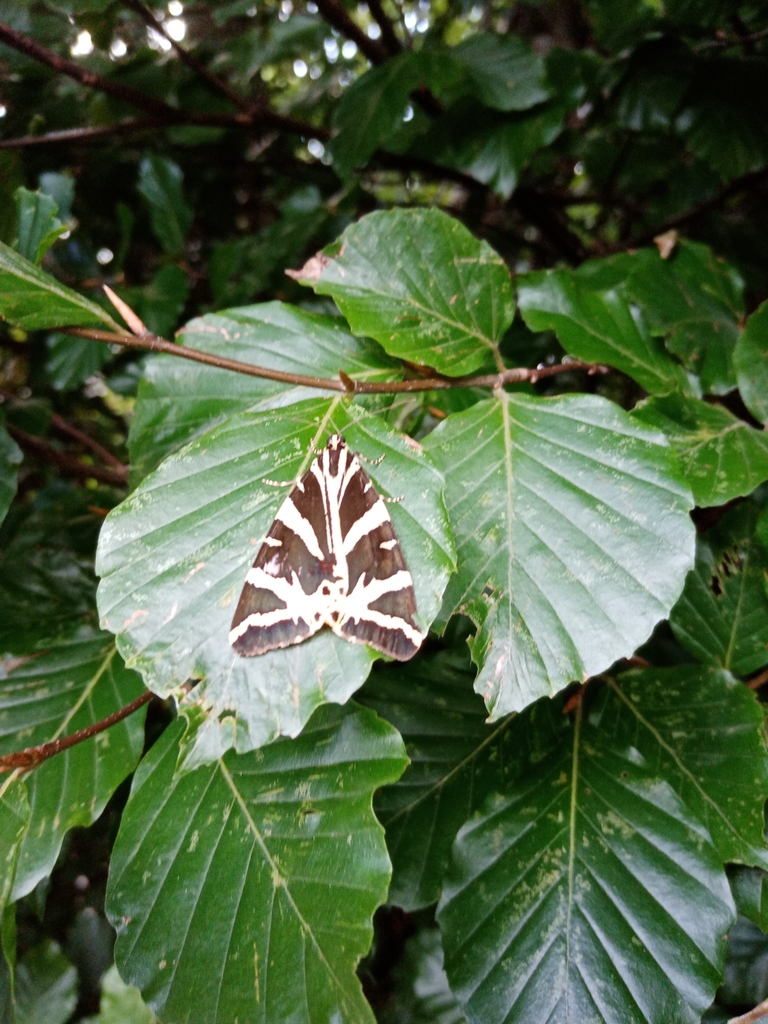Jersey Tiger from Woodlands, Ivybridge PL21 9FY, UK on August 22, 2021 ...