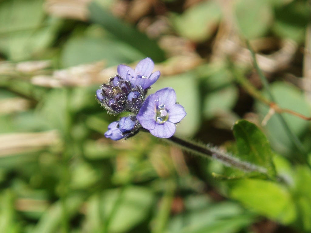 American alpine speedwell (WNPS Study Weekend 2022 Ellensburg ...