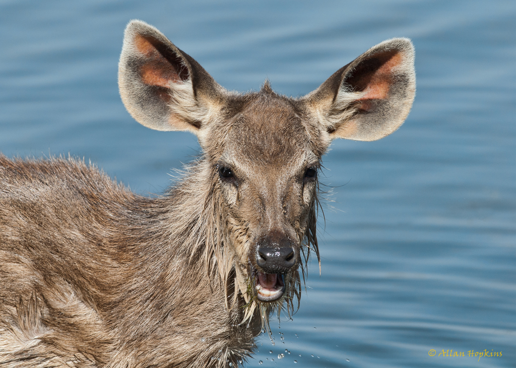 Rusa Deer (Rusa) - Know Your Mammals