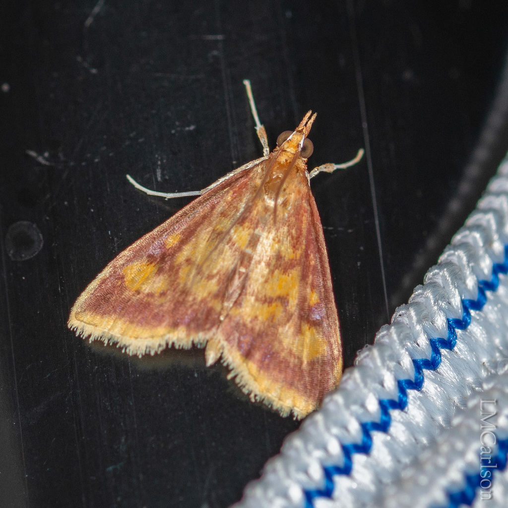 Mint-loving Pyrausta Moth from 1507 U.S. Hwy 70A, Hillsborough, NC ...