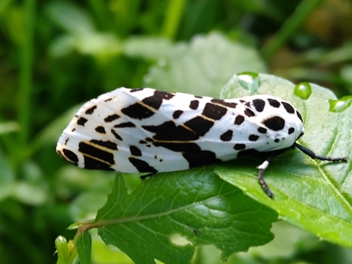 Hypercompe andromela · iNaturalist