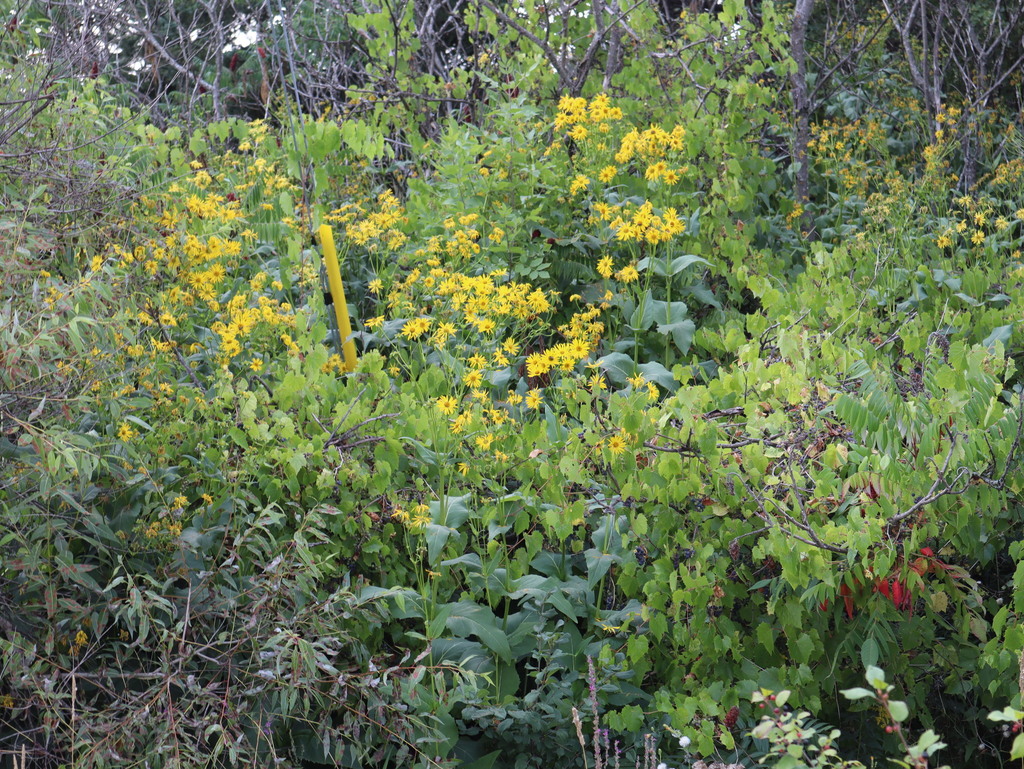cup plant from Greenbelt, Ottawa, ON, Canada on August 21, 2021 at 02: ...