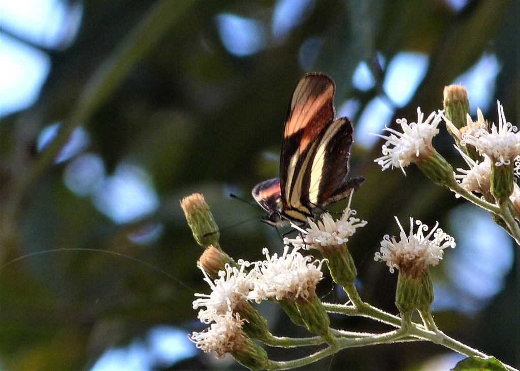 Eresia lansdorfi (Borboletas de Rio Claro, SP/Butterflies of Rio Claro ...