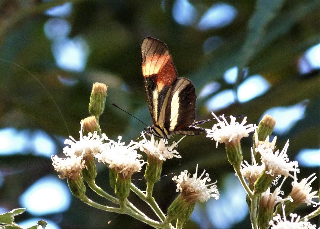 Eresia lansdorfi (Borboletas de Rio Claro, SP/Butterflies of Rio Claro ...