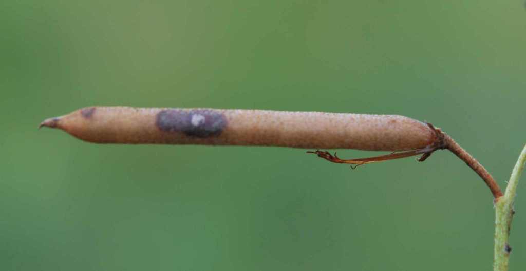 Indigofera frondosa from Walter Sisulu National Botanic Garden on ...