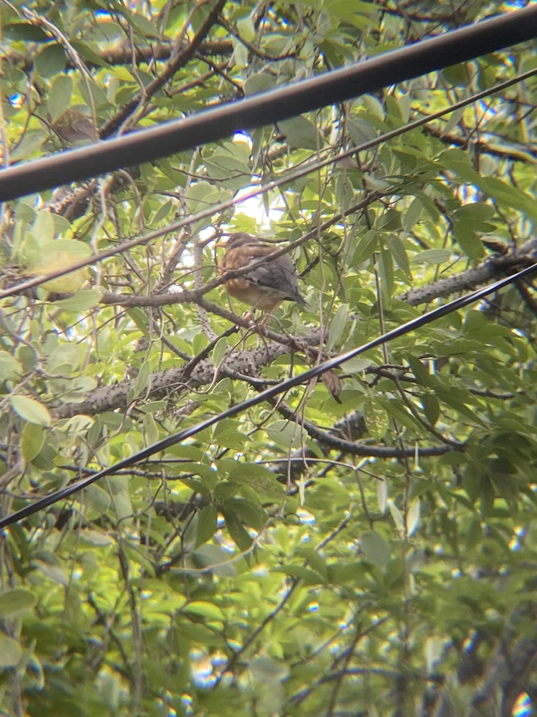 Rufous-backed Robin from Calle Pino, Cuernavaca, MOR, MX on August 22 ...
