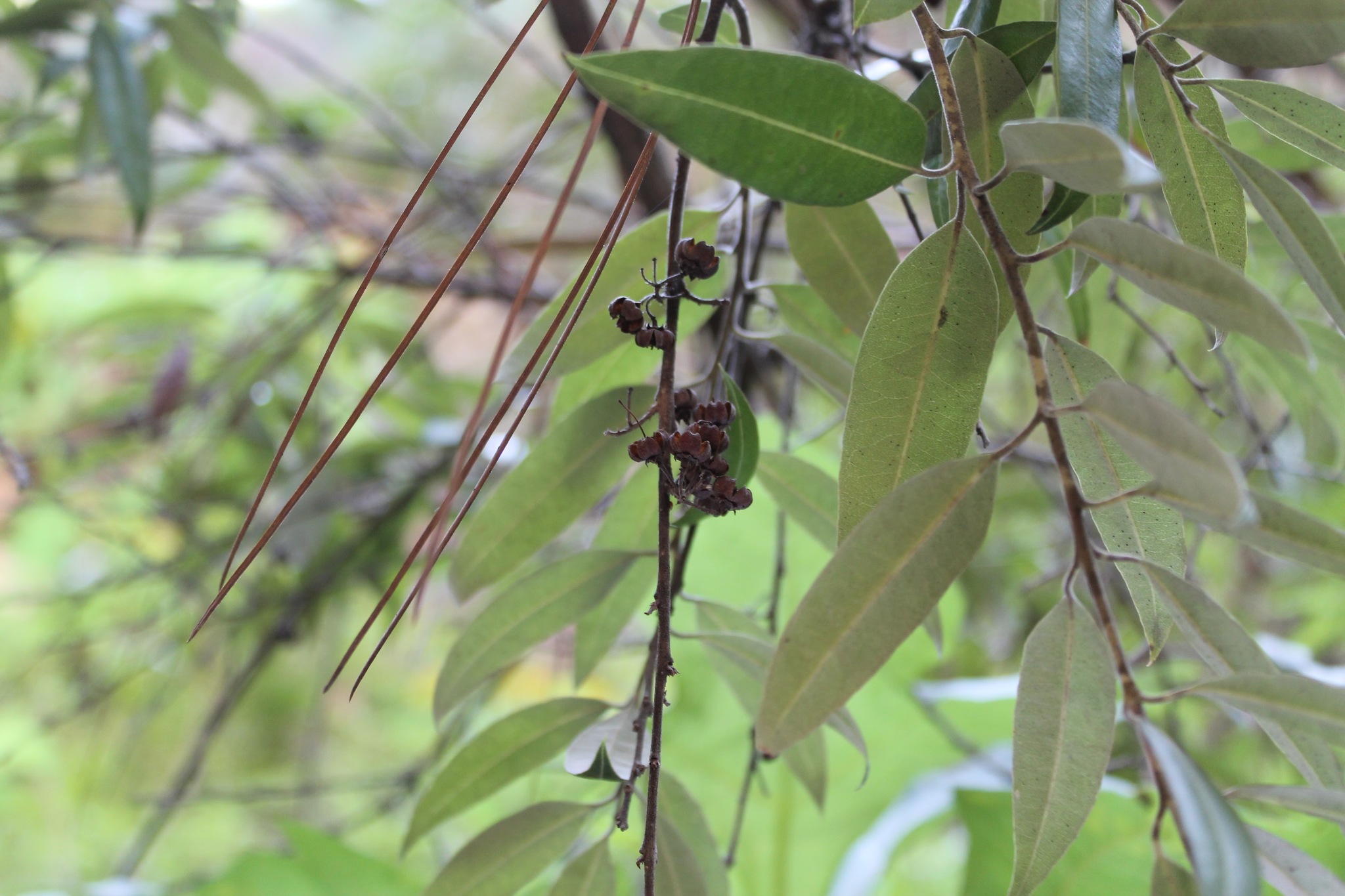 Agarista mexicana (Hemsl.) Judd