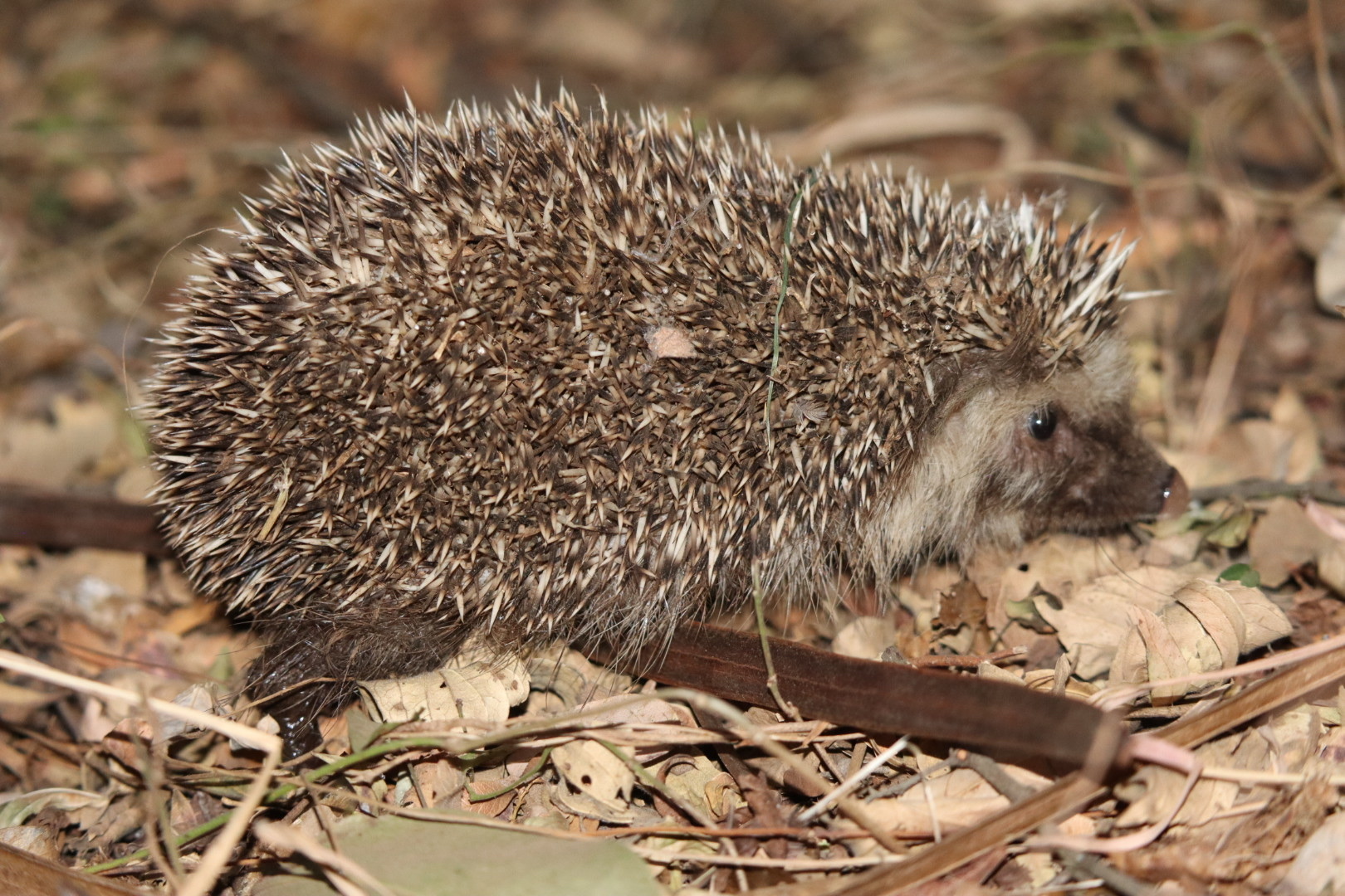 Atelerix frontalis (A.Smith, 1831)