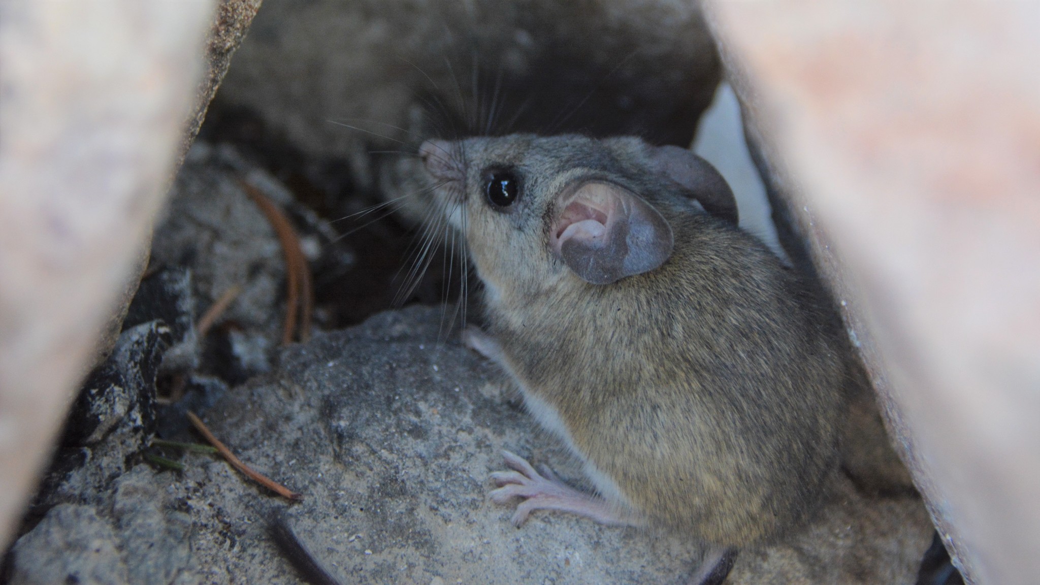 Peromyscus truei (Shufeldt, 1885)