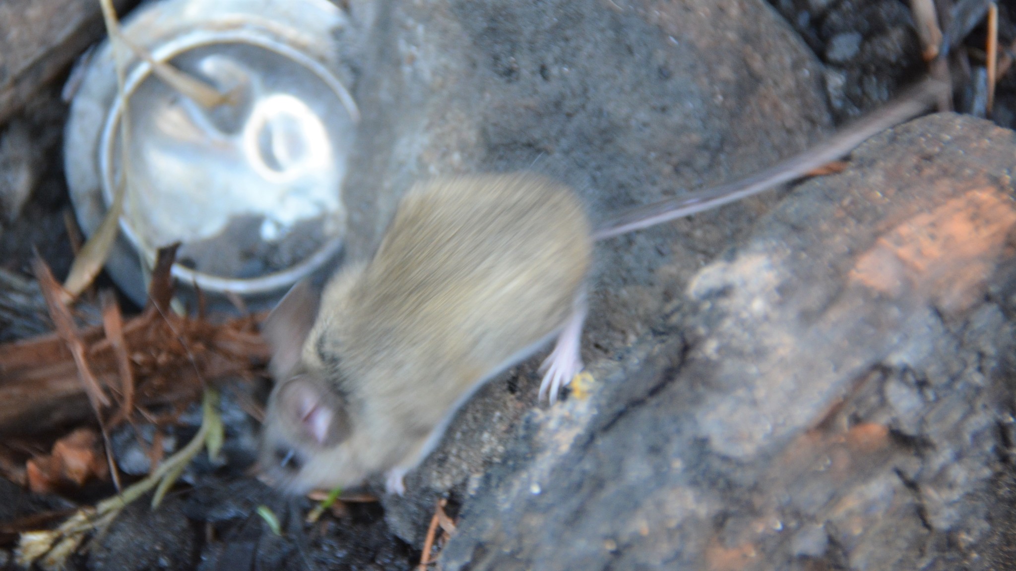 Peromyscus truei (Shufeldt, 1885)