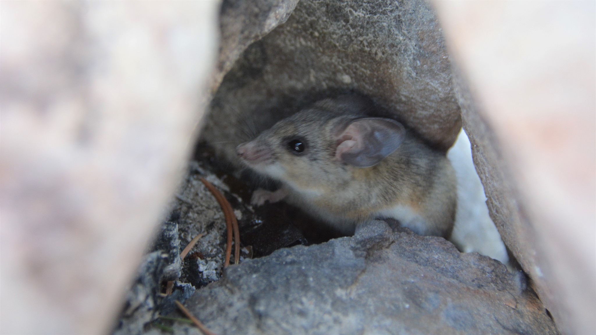 Peromyscus truei (Shufeldt, 1885)