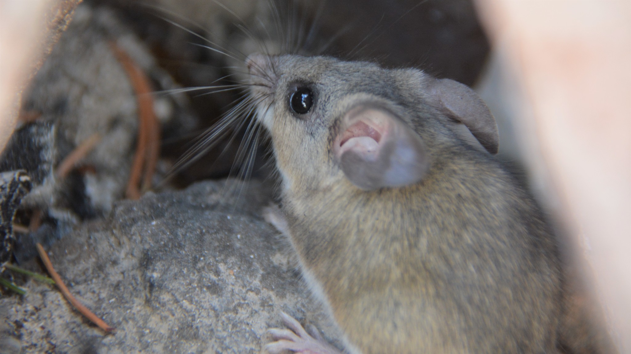 Peromyscus truei (Shufeldt, 1885)